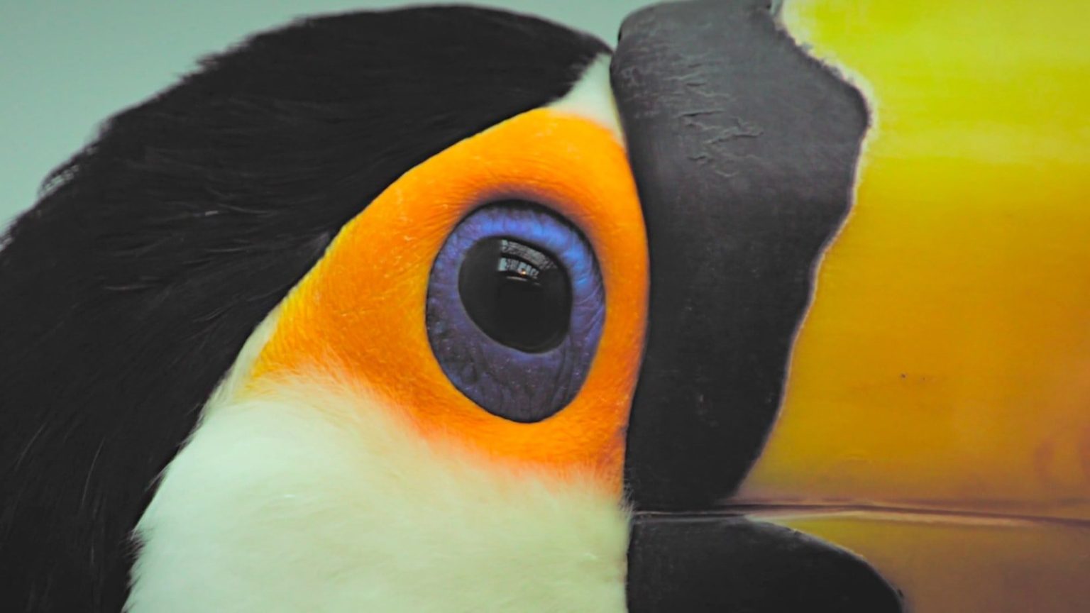 The Color Club | Marketing Performance Partner | Cph ZOO