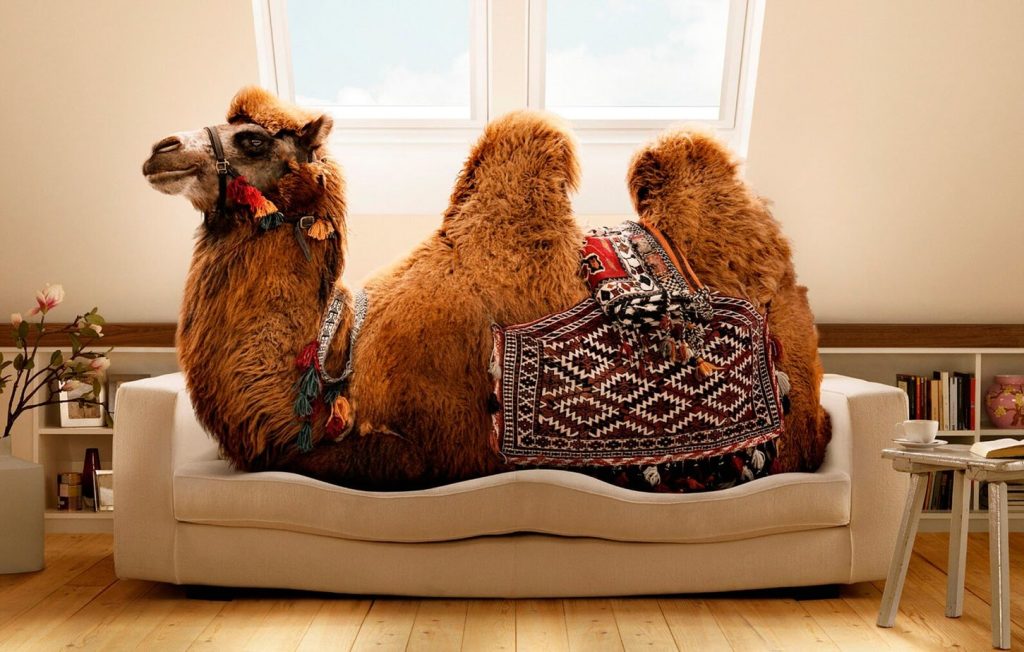 The Color Club | Marketing Performance Partner | Velux Animal Campaign